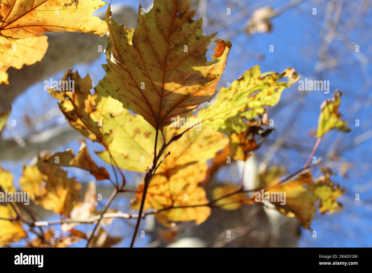Autumnleaves macro hi-res stock photography and images - Alamy