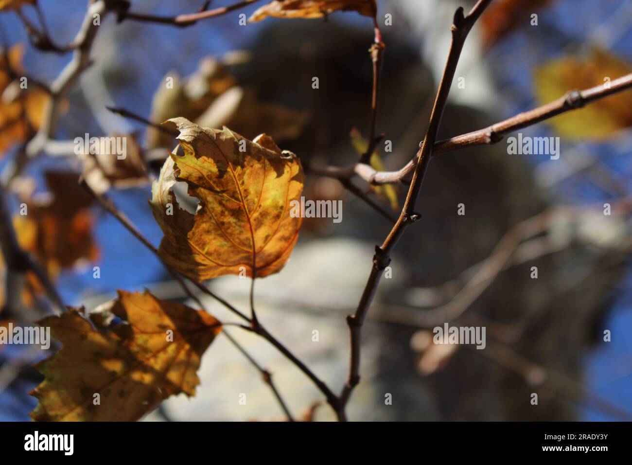 Autumnleaves macro hi-res stock photography and images - Alamy