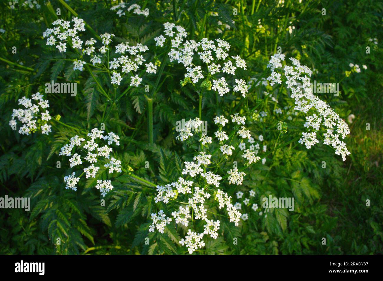Canada spring hi-res stock photography and images - Alamy