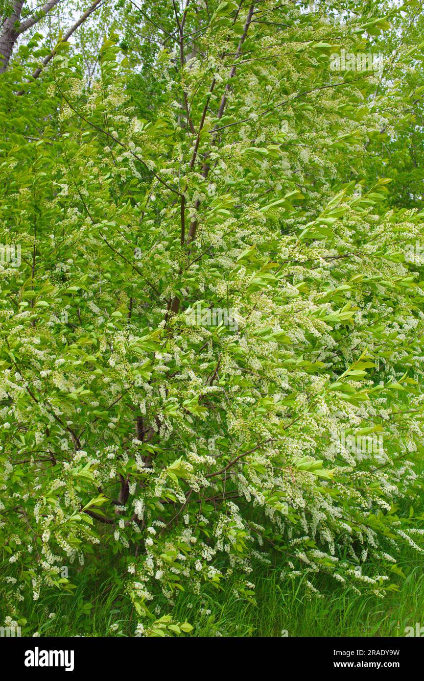 Montreal spring not megapress hi-res stock photography and images - Alamy