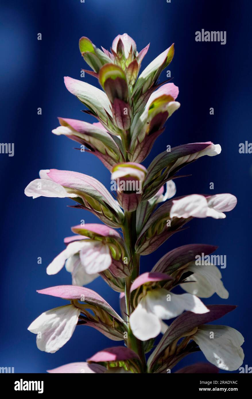 Acanthus acanthaceae hi-res stock photography and images - Alamy