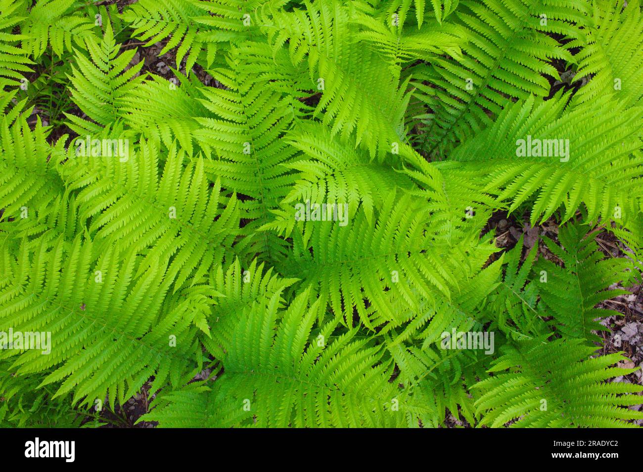 Fern, Montreal, Canada, vegetation Stock Photo - Alamy