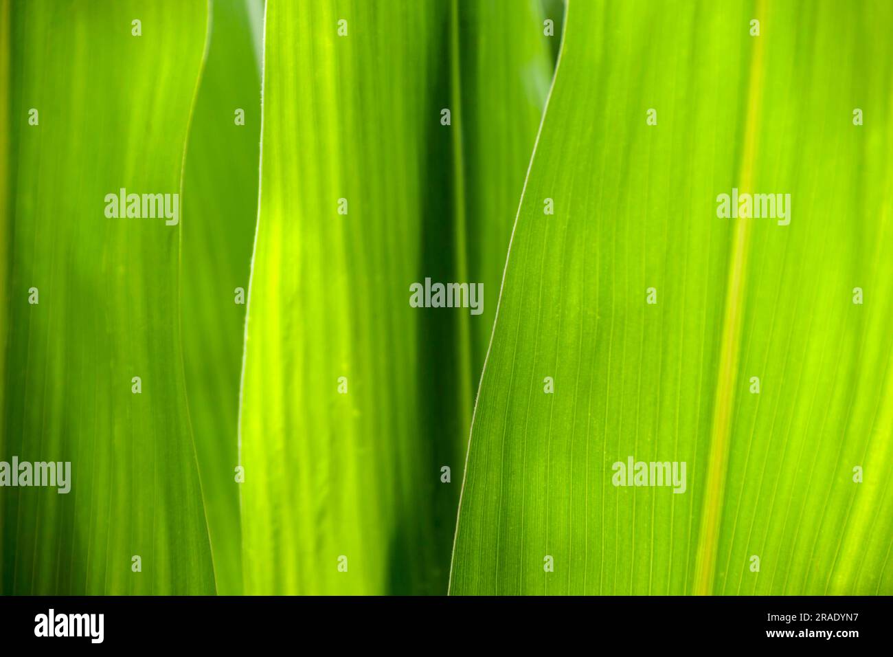 Fodder corn hi-res stock photography and images - Alamy
