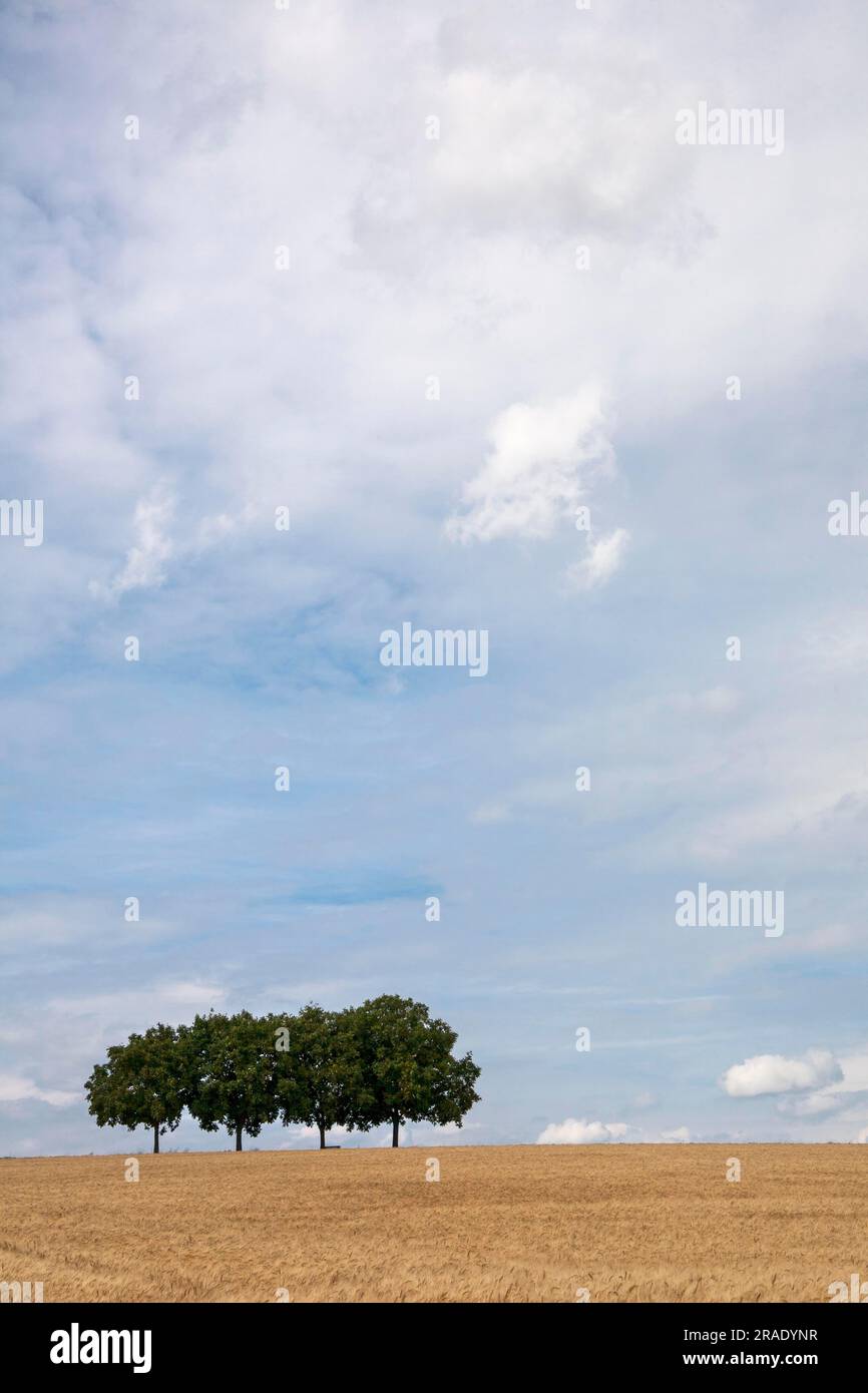 Walnut trees in a grain field Stock Photo - Alamy