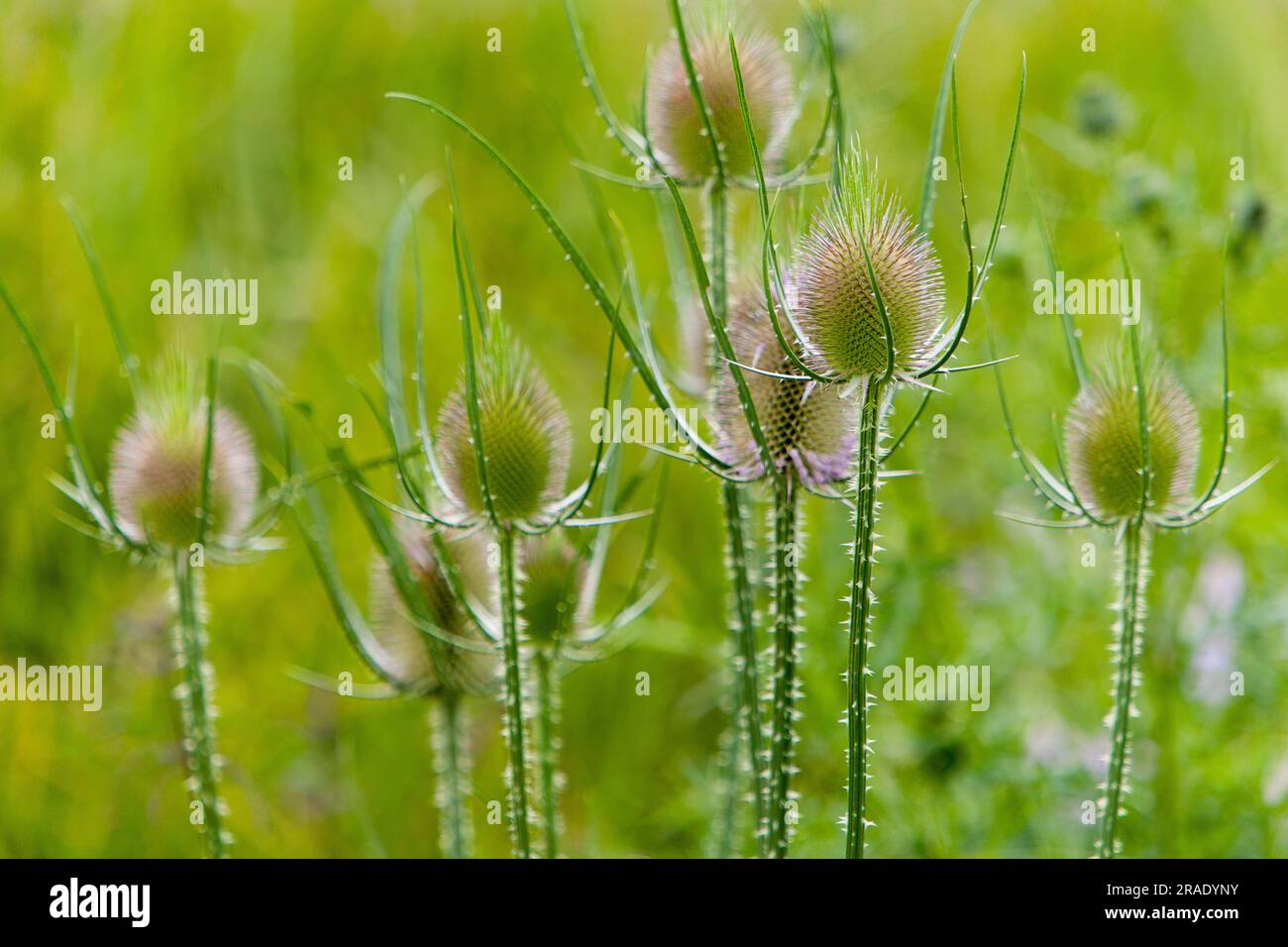Wild cards hi-res stock photography and images - Alamy