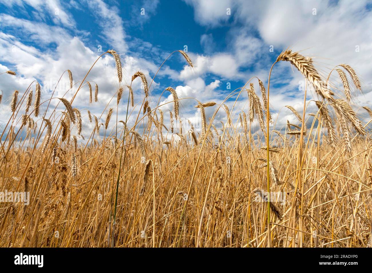 Blade of corn hi-res stock photography and images - Alamy
