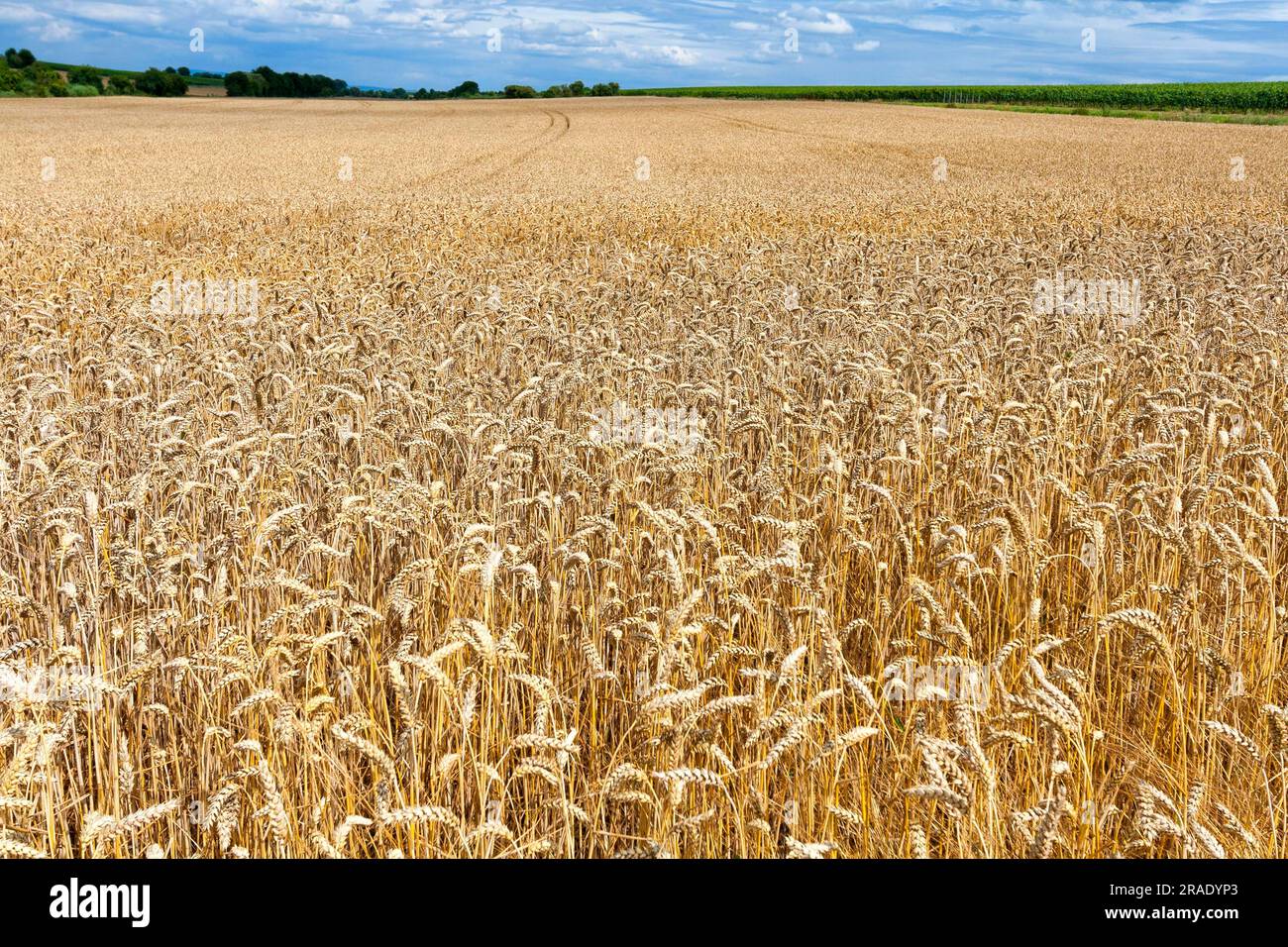 Grain field with forest hi-res stock photography and images - Alamy