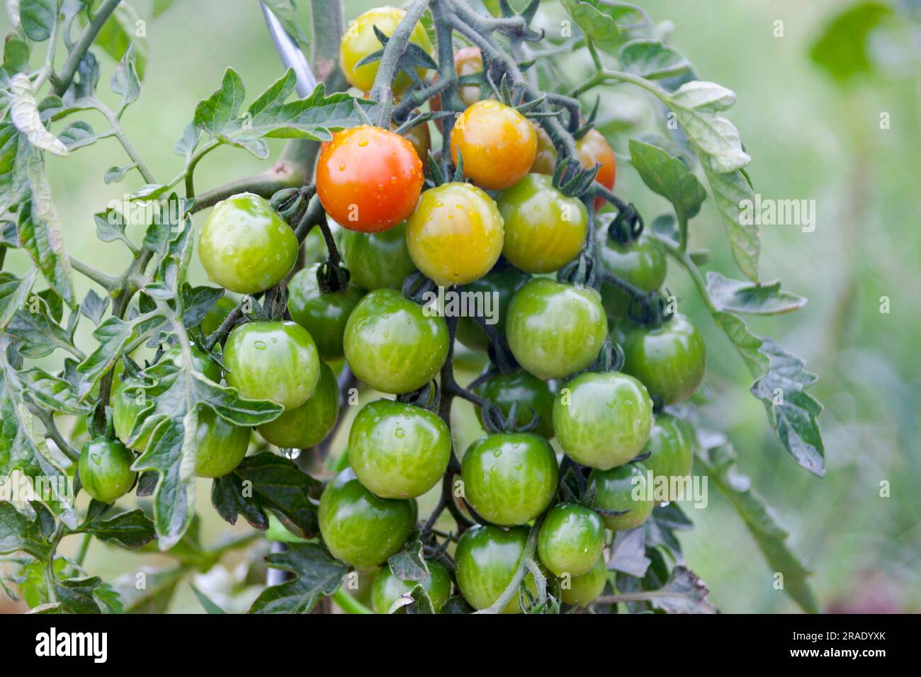Tomato vine with raindrops Stock Photo - Alamy