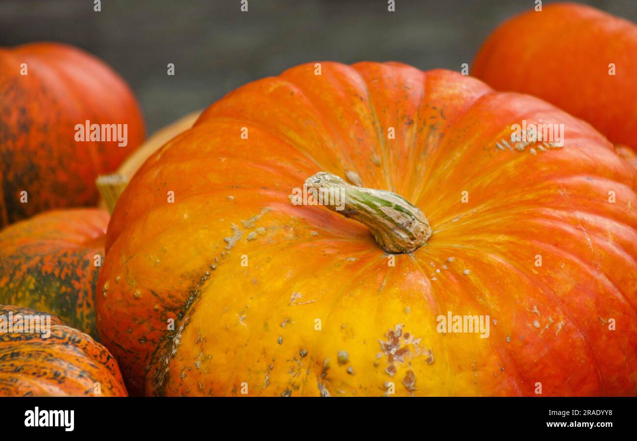 Oil pumpkin person hi-res stock photography and images - Alamy