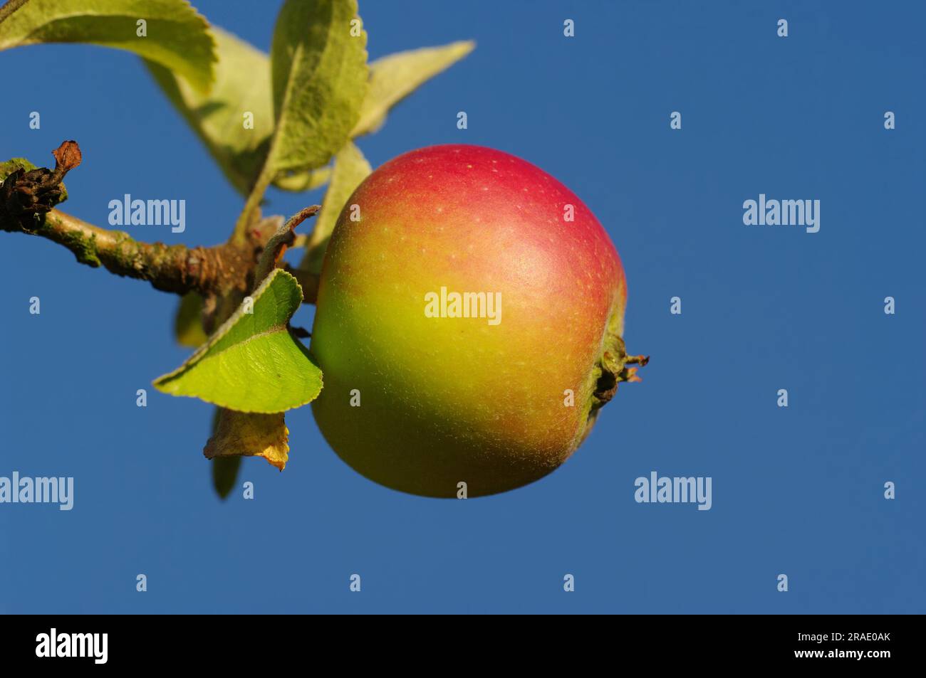 C ast hi-res stock photography and images - Alamy