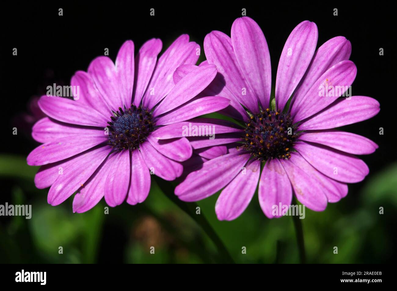 Cape daisy (Osteospermum Stock Photo - Alamy