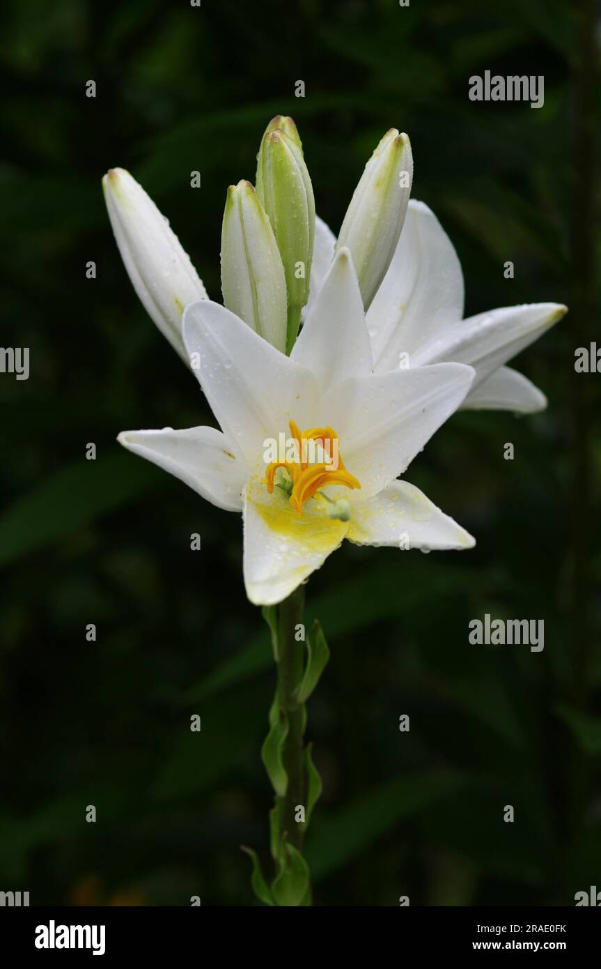 Madonna Lily (LILIUM CANDIDUM Stock Photo - Alamy