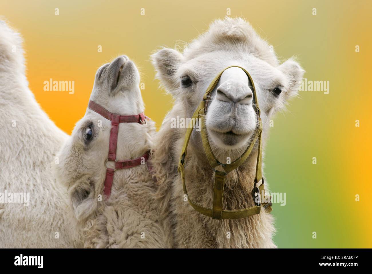 Bactrian camel offspring hi-res stock photography and images - Alamy