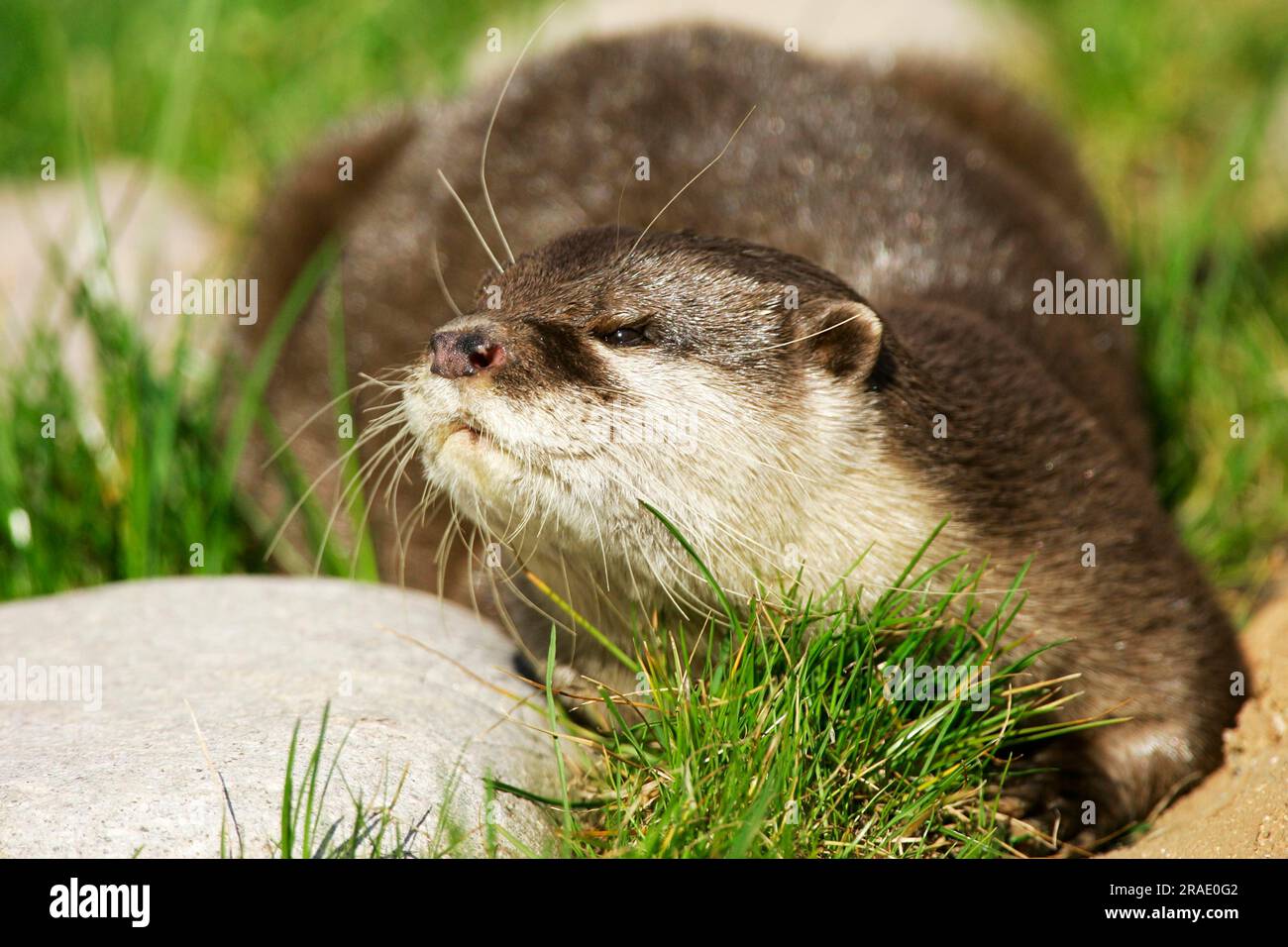 Oriental small-clawed otter (Amblonyx cinereus), Dwarf otter, Asian ...