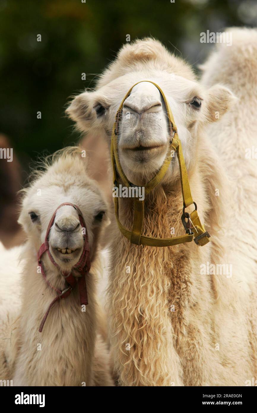 Laurasiatheria hi-res stock photography and images - Alamy