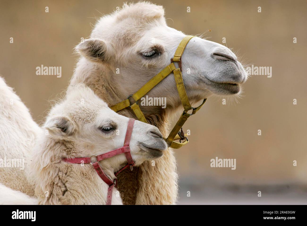 Bactrian camel offspring hi-res stock photography and images - Alamy