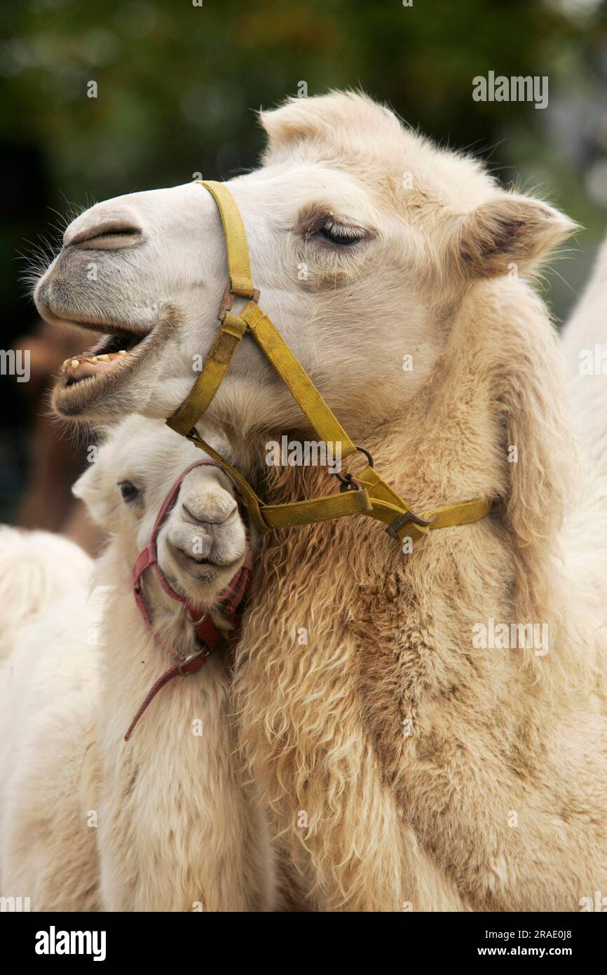 Bactrian camel (Camelus ferus), Bactrian camel, steppe wolf (bactrianus ... Bactrian camel (Camelus ferus), Bactrian camel, steppe wolf (bactrianus ...