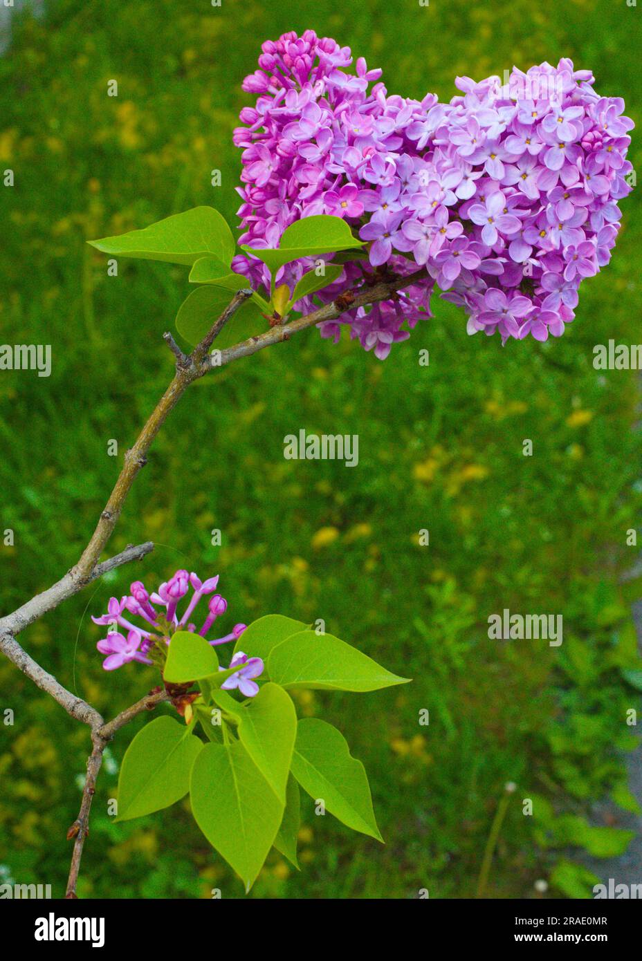Lilac, flower, syringa vulgaris Stock Photo - Alamy