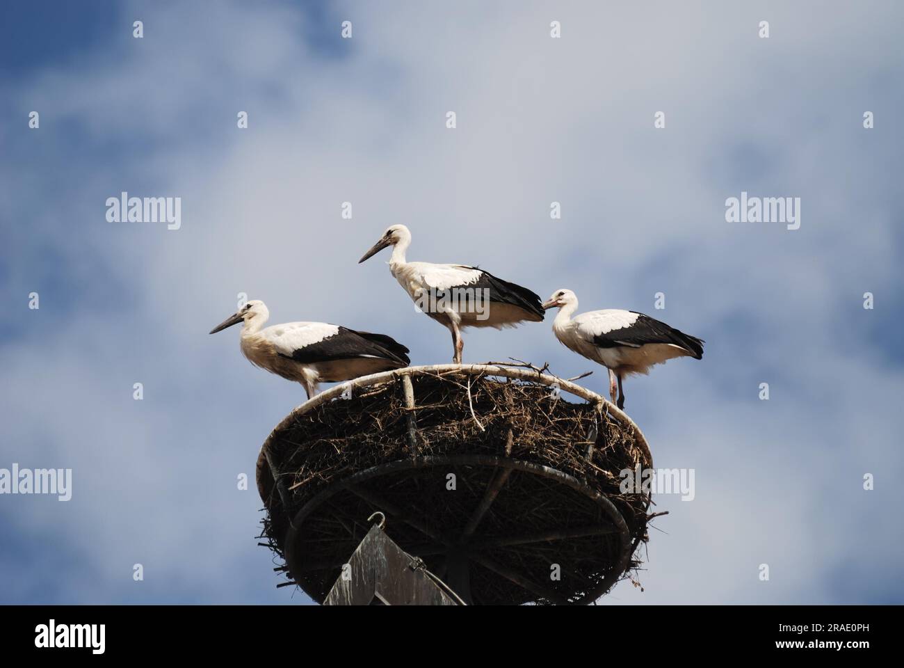 Three young storks in their nest Stock Photo - Alamy