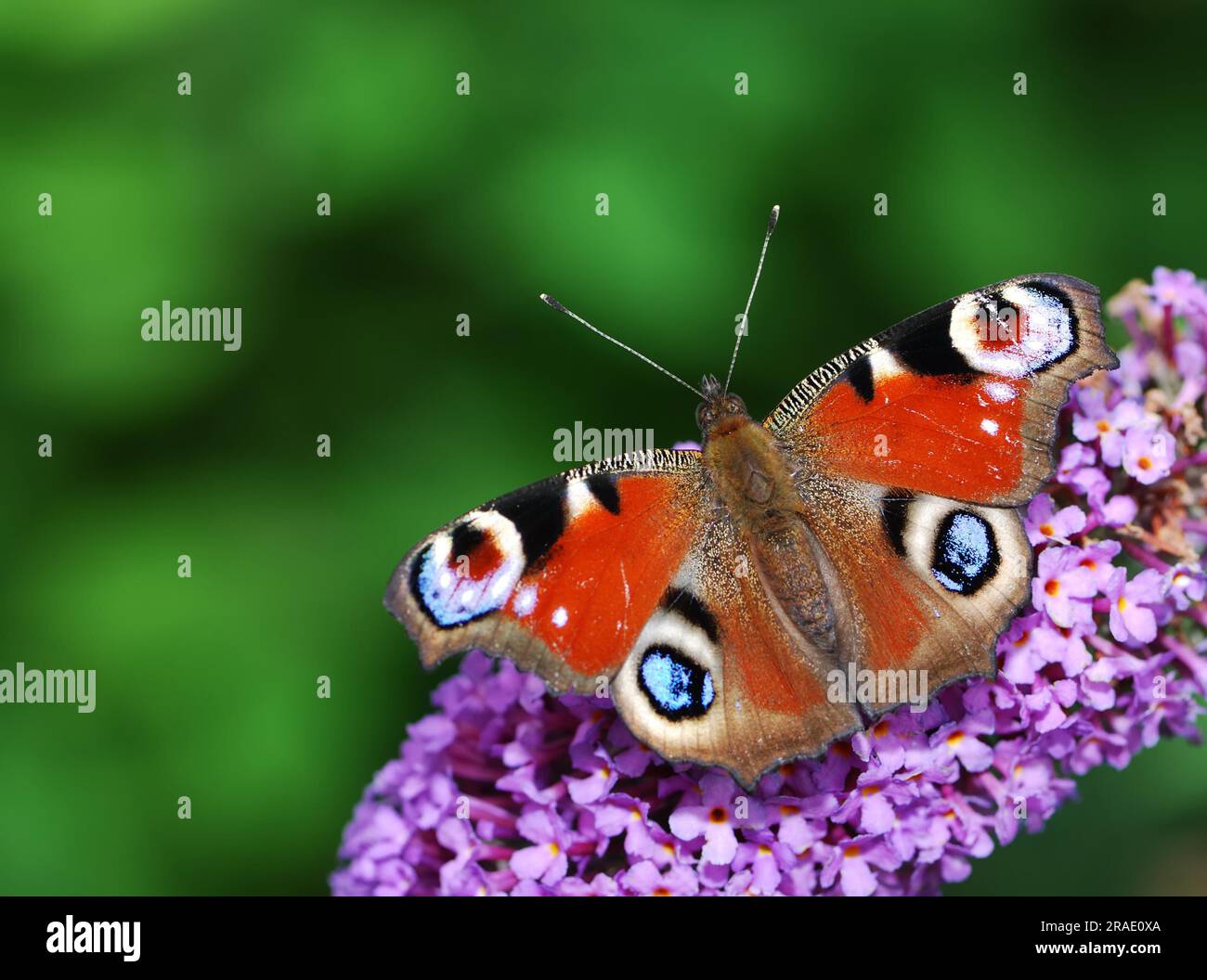 Beautiful red peacock butterfly sitting on a (buddleia Stock Photo - Alamy