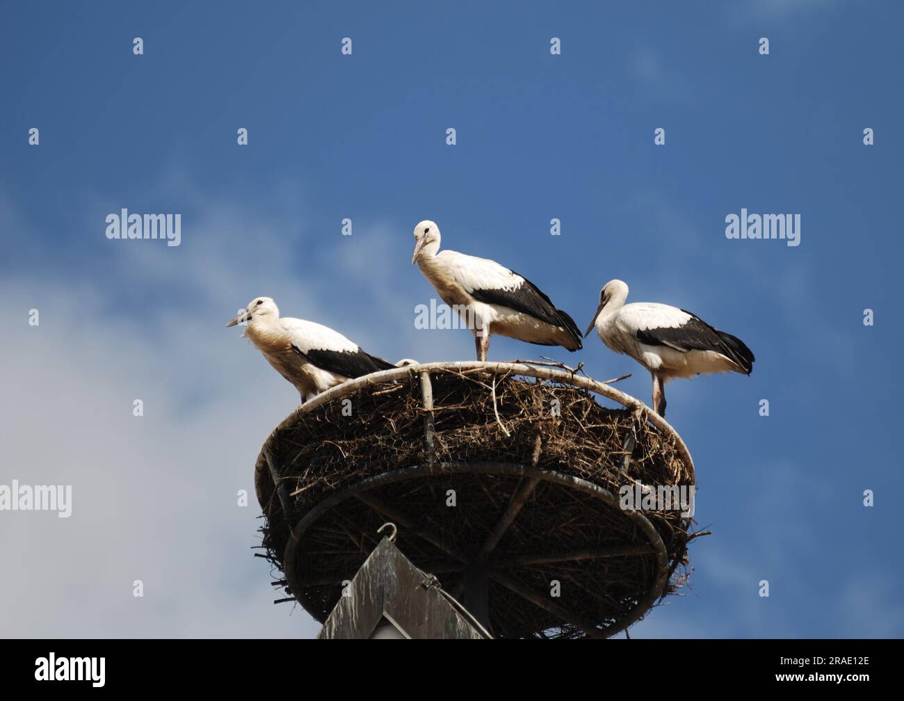 Three young storks in their nest Stock Photo - Alamy