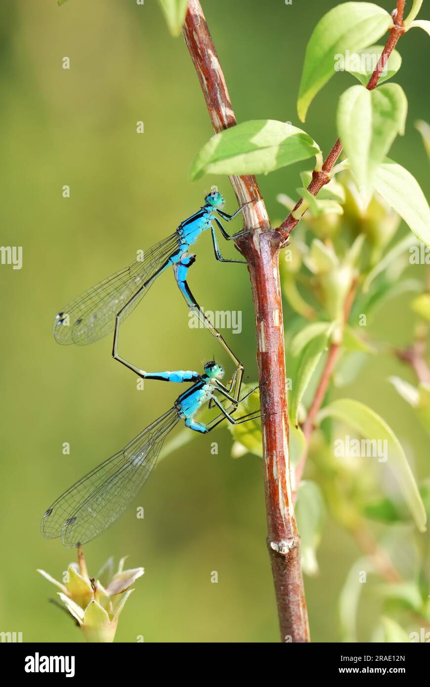 Flying insect mating hi-res stock photography and images - Alamy
