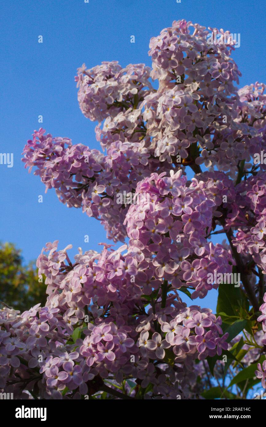 Lilac, flower, syringa vulgaris Stock Photo - Alamy