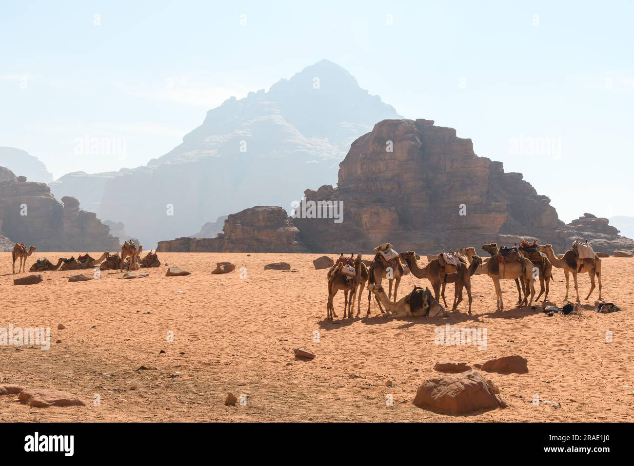 Wadi Rum, Jordan - December 19, 2022: Camel caravan resting among the ...