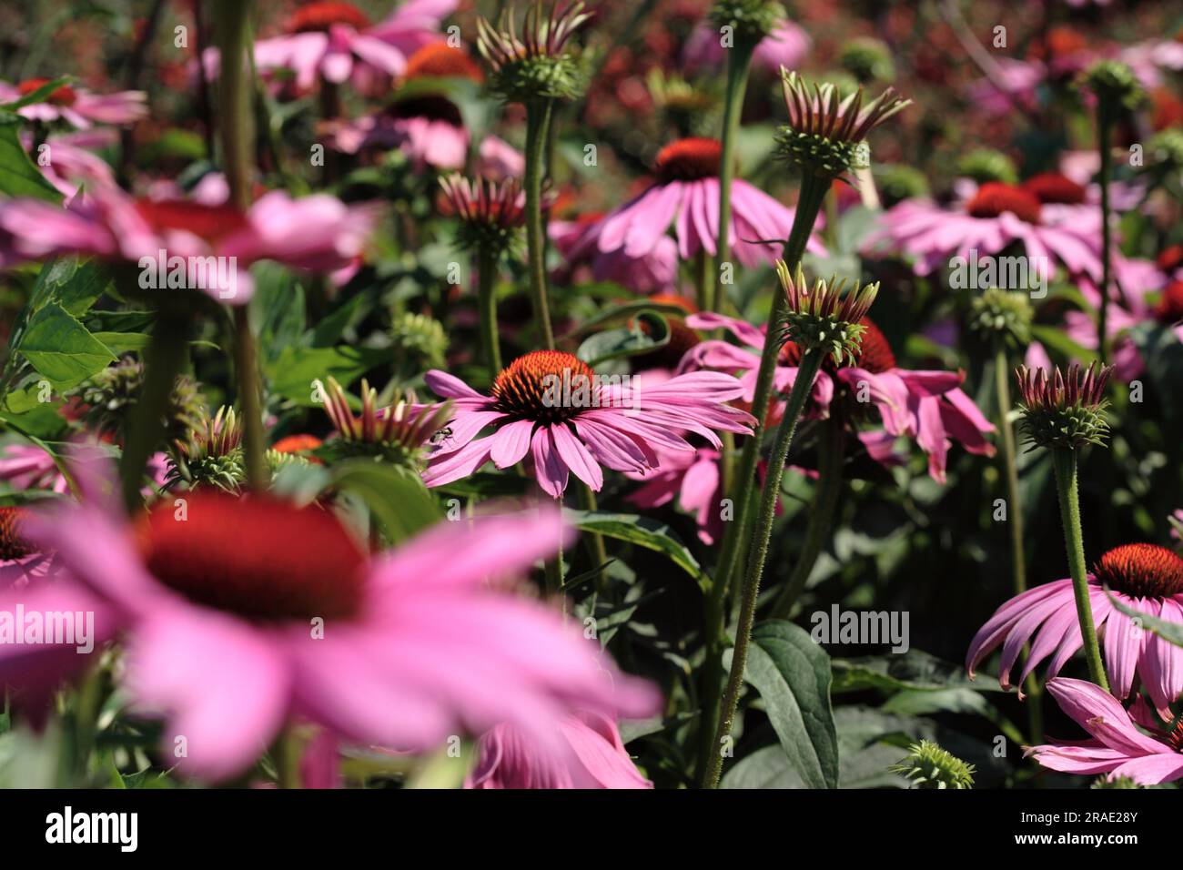 Purpurea 'Magnus' Purple coneflower (Echinacea) Purple coneflower Stock ...