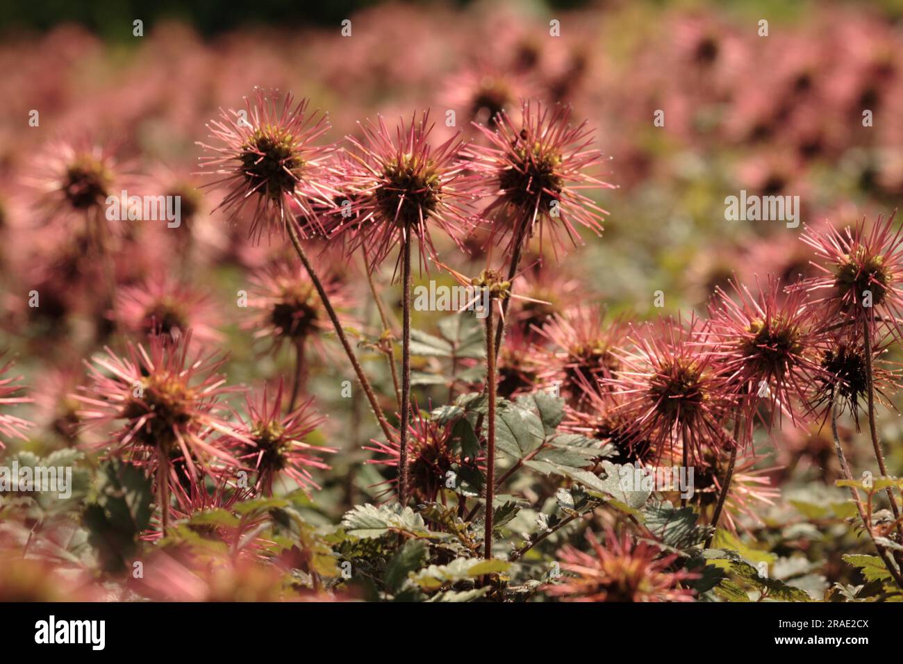 Acaena microphylla 'Copper Carpet' - Brown-leaved Prickly Nuts Stock ...