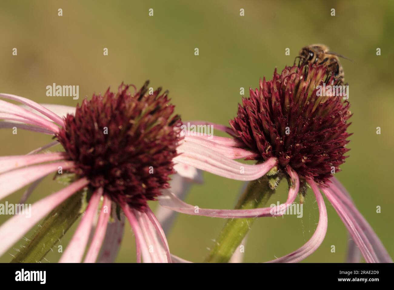 Narrow-leaved purple coneflower (Echinacea angustifolia Stock Photo - Alamy