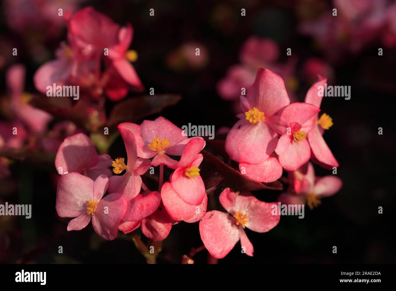 Begonia Semperflorens-Hybr. 'Cocktail Gin' - Eisbegonie Begonia Stock ...