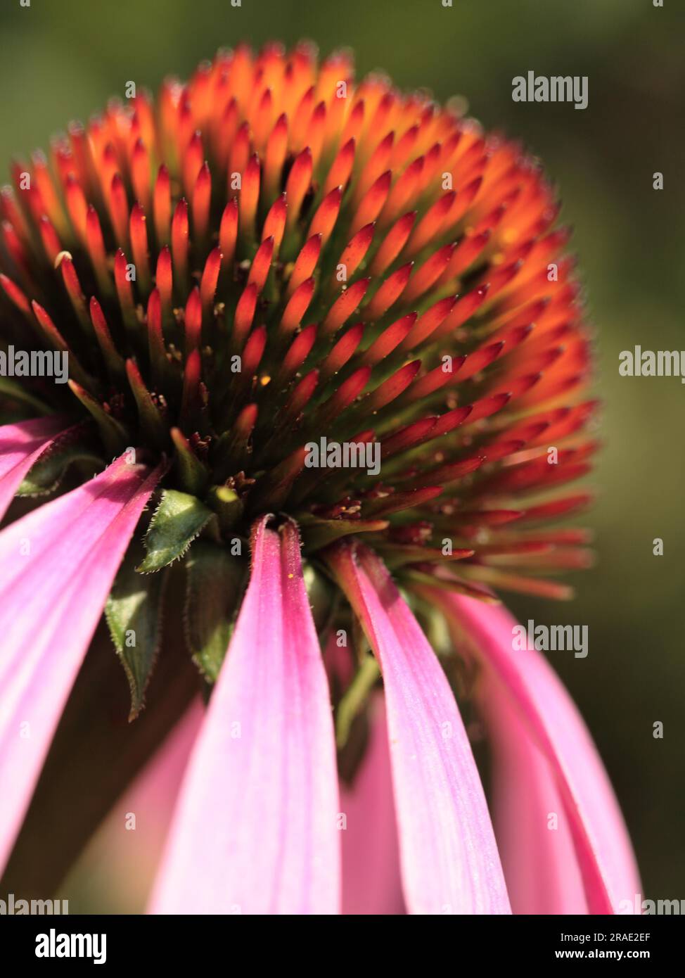 Red coneflower (Echinacea) - purpurea Stock Photo - Alamy