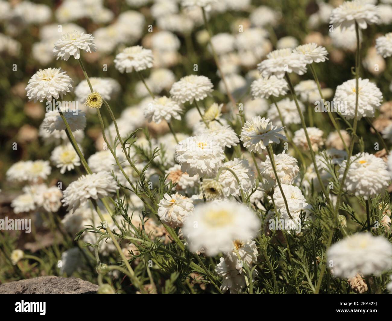 Chamaemelum nobile var. ligulosa (synonym anthemis nobilis var. ligulosa) roman lawn chamomile ...