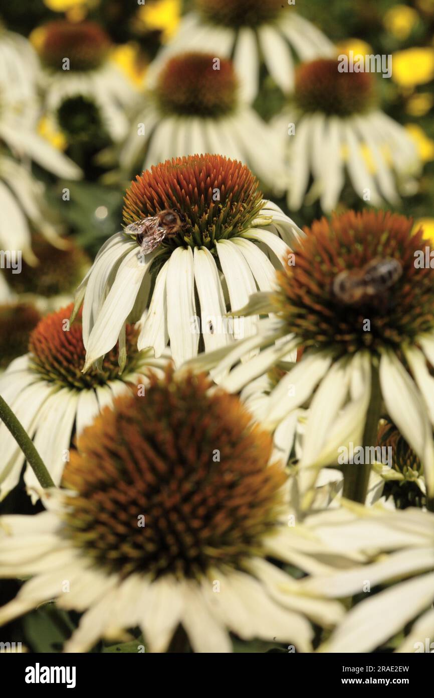 Red coneflower (Echinacea) - purpurea 'Alba' Stock Photo - Alamy