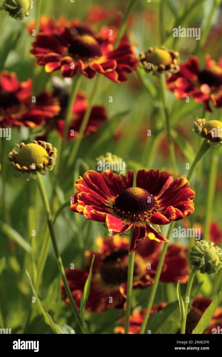 Helenium flame wheel hi-res stock photography and images - Alamy