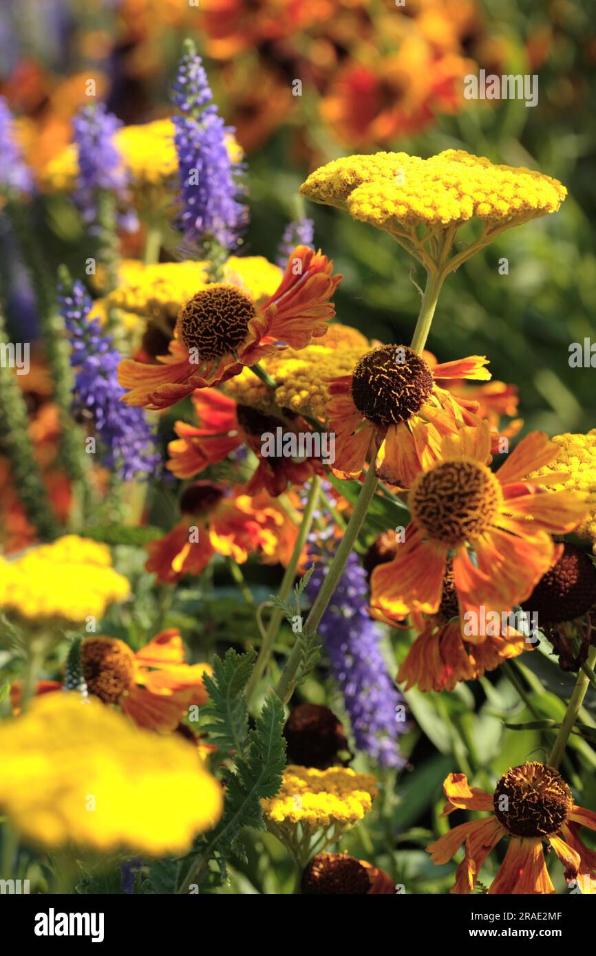 Perennial bed with sunflower, garden sage and sheep's gift Stock Photo ...
