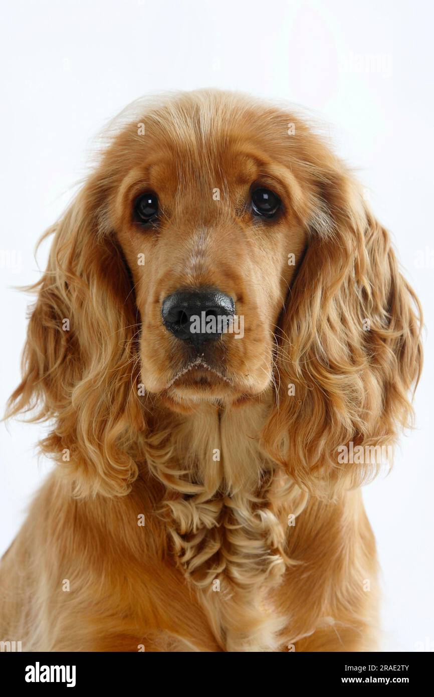 English Cocker Spaniel, 6 months, English Cocker Spaniel Stock Photo ...