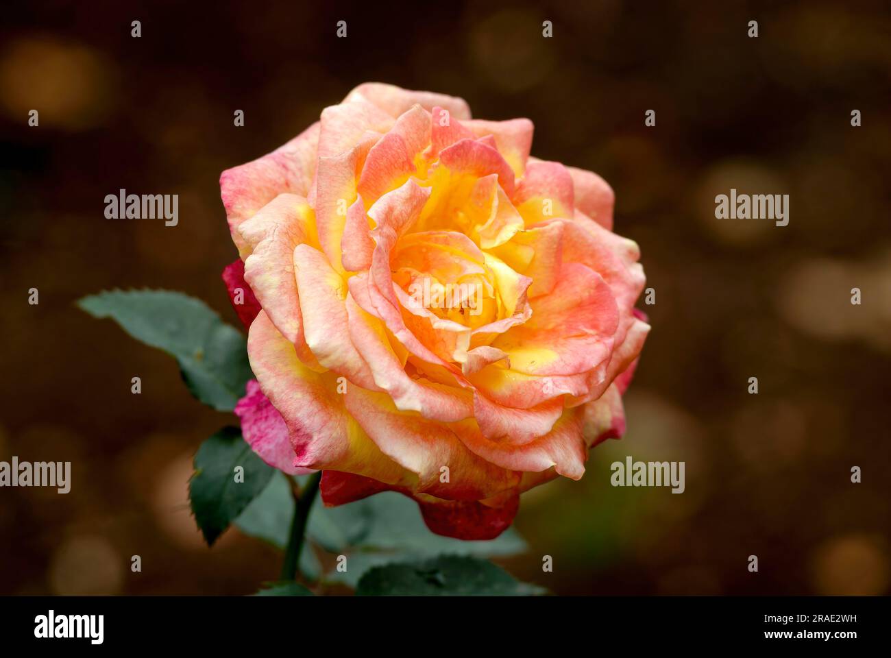 Elegant Beauty rose flower Government Rose Garden Centenary Rose Park ...