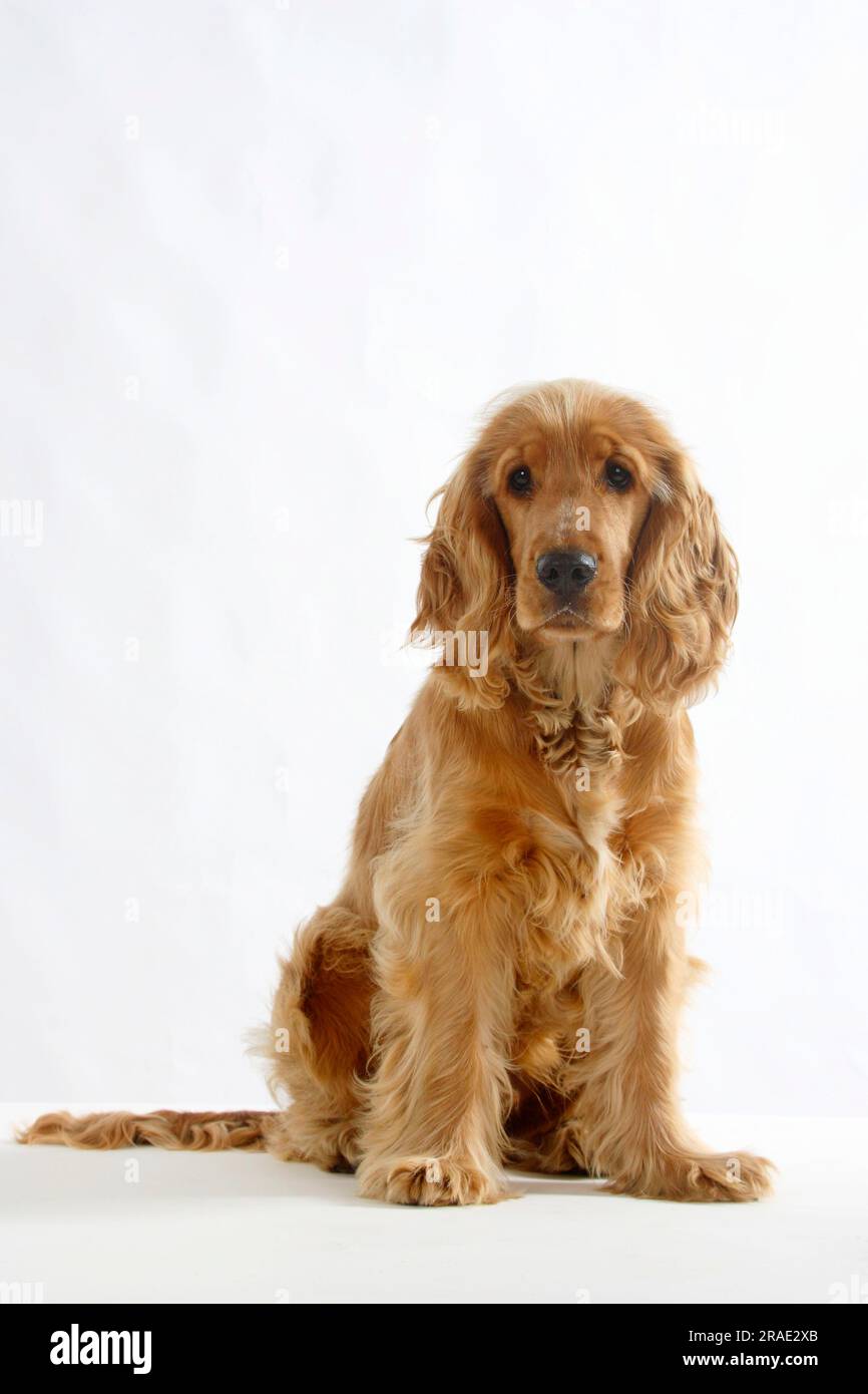 English Cocker Spaniel, 6 months, English Cocker Spaniel Stock Photo ...