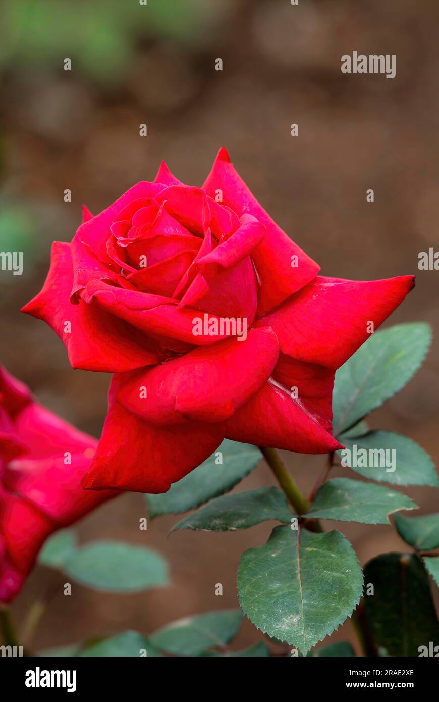Kardinal rose flower Government Rose Garden Centenary Rose Park in ...