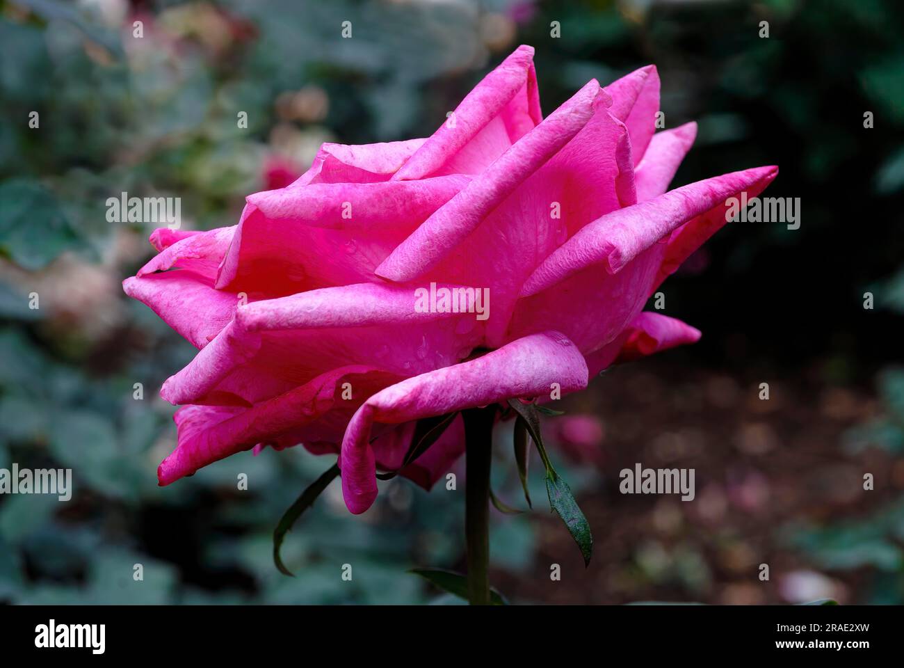 Mrs. KB. Sharma. Dr. B. P. Pal89 HT rose flower Government Rose Garden ...