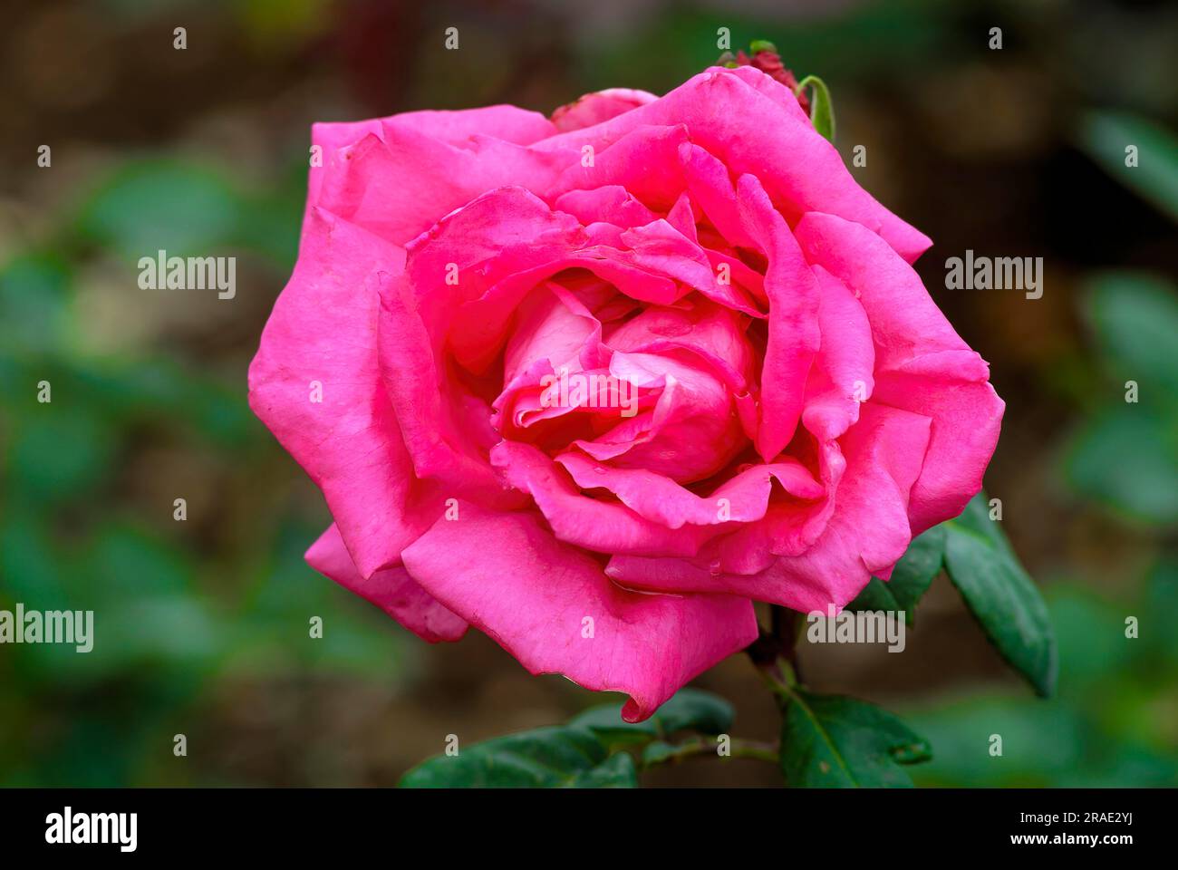Joseph rose flower Government Rose Garden Centenary Rose Park in ...
