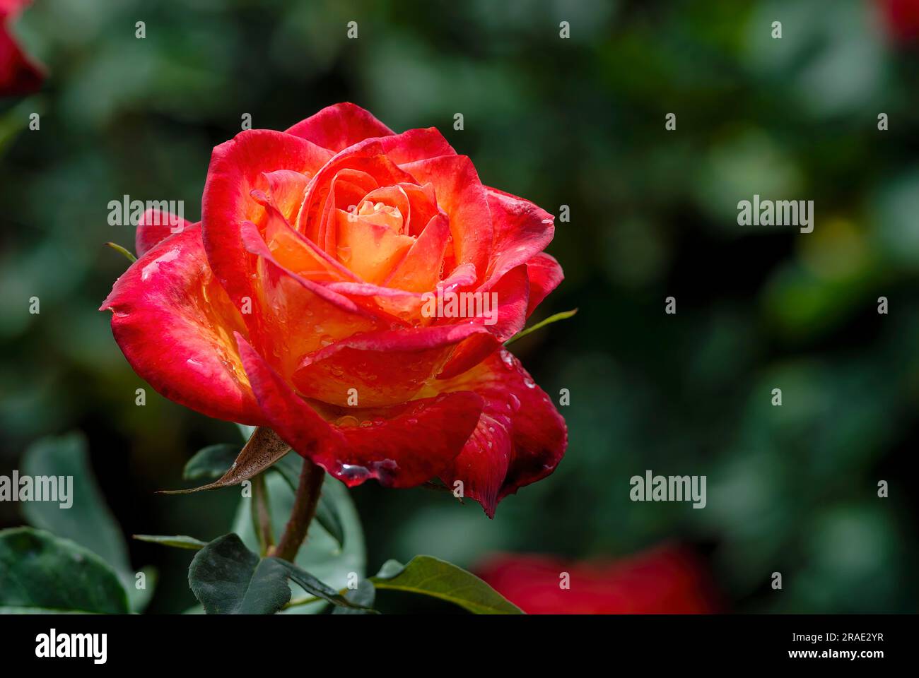 Perfect Movement rose flower Government Rose Garden Centenary Rose Park ...