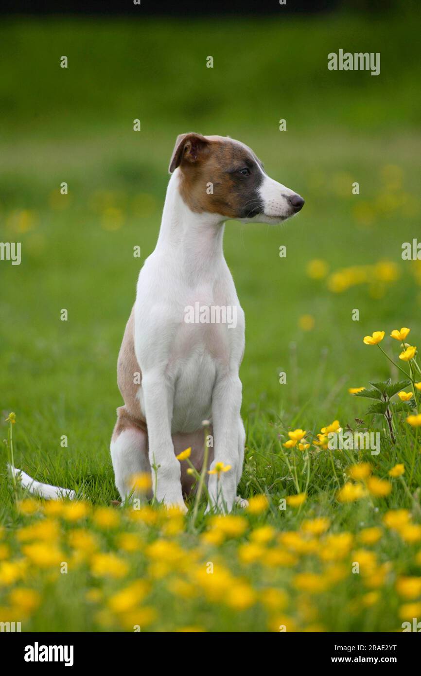 Whippet, puppy, 11 weeks Stock Photo - Alamy