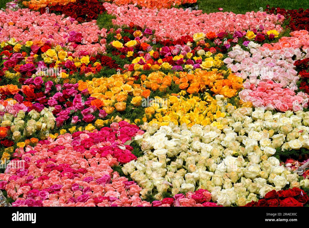 Rose flower show Government Rose Garden Centenary Rose Park in ...