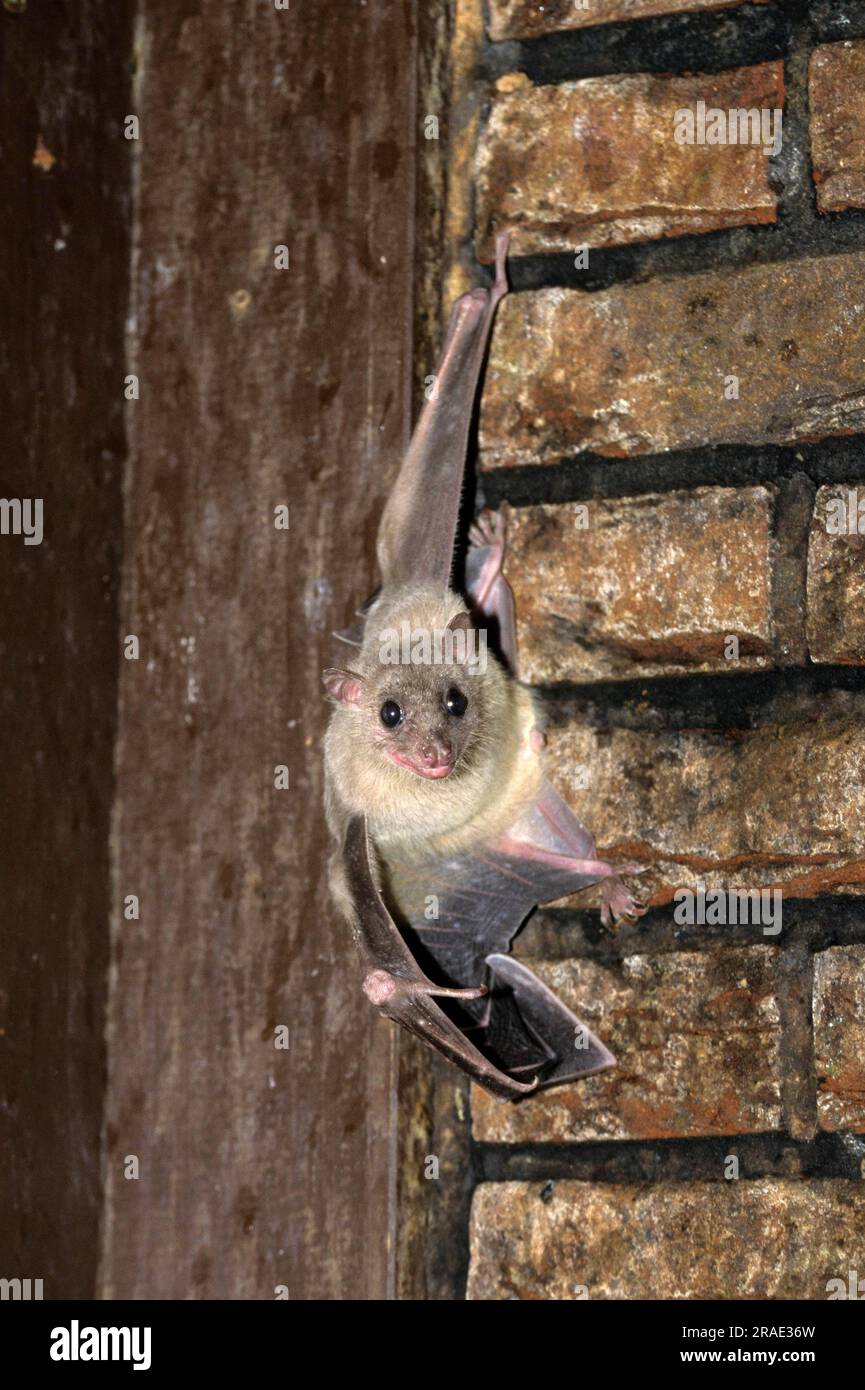 Egyptian Rousette (Rousettus aegyptiacus), Egyptian Fruit Bat Stock ...