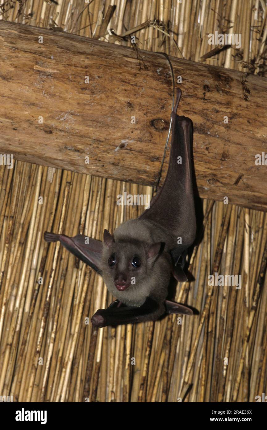 Egyptian Rousette (Rousettus aegyptiacus), Egyptian Fruit Bat Stock ...
