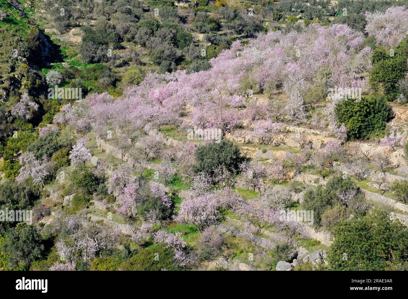 Cherry cultivation area hi-res stock photography and images - Alamy