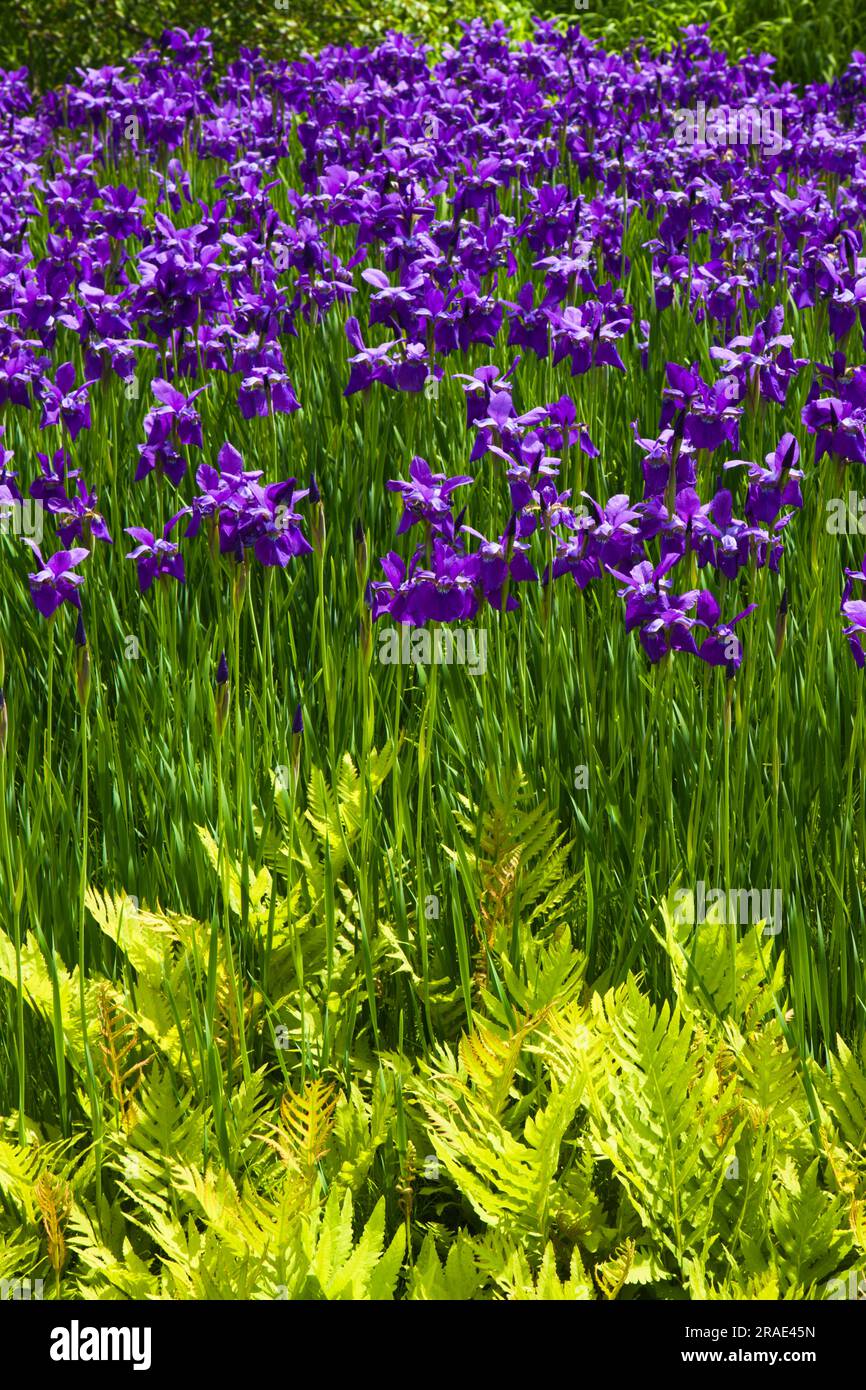 Canada, Quebec, Montreal, Botanical Garden, flowers, water iris, iris ...